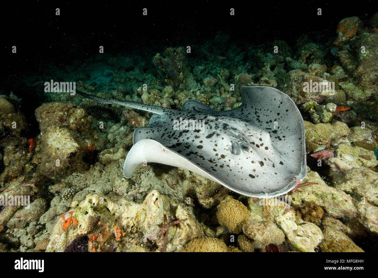 Marbled stingray, Taeniura meyeni, Maldives, Indian Ocean Stock Photo ...