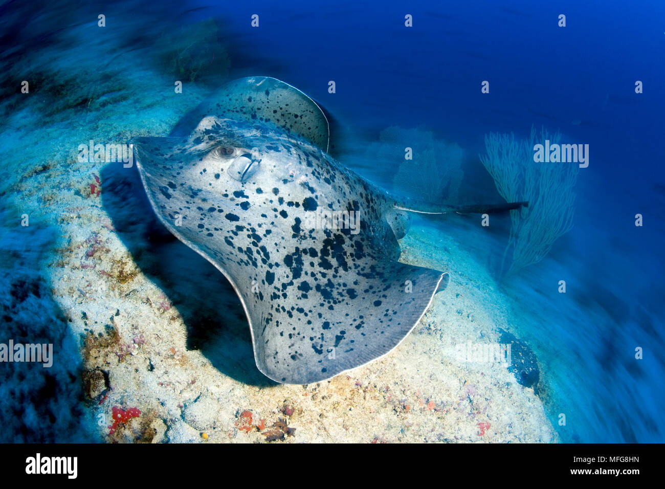 Marbled stingray, Taeniura meyeni, Maldives, Indian Ocean Stock Photo ...