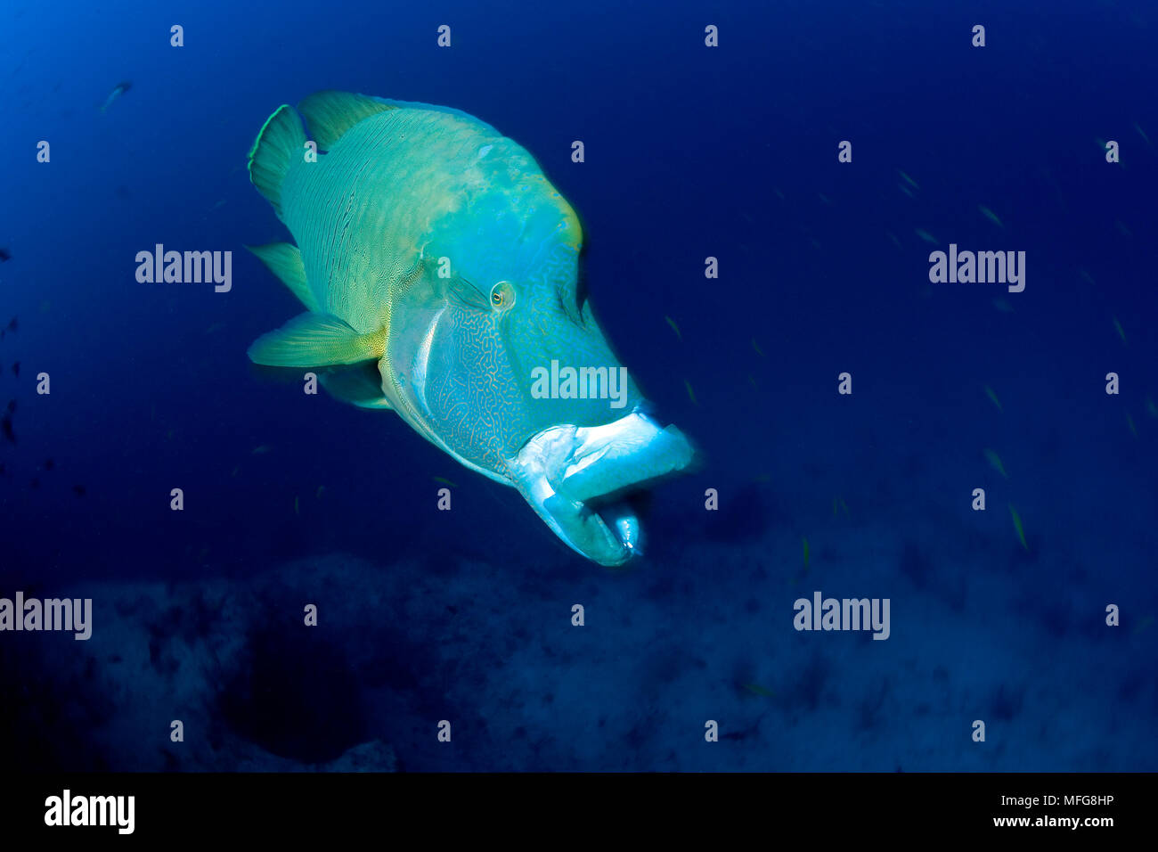 Napoleon fish hi-res stock photography and images - Alamy