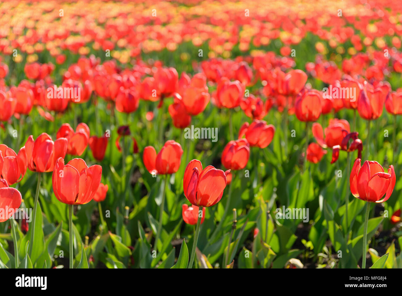 Spring bed hi-res stock photography and images - Alamy