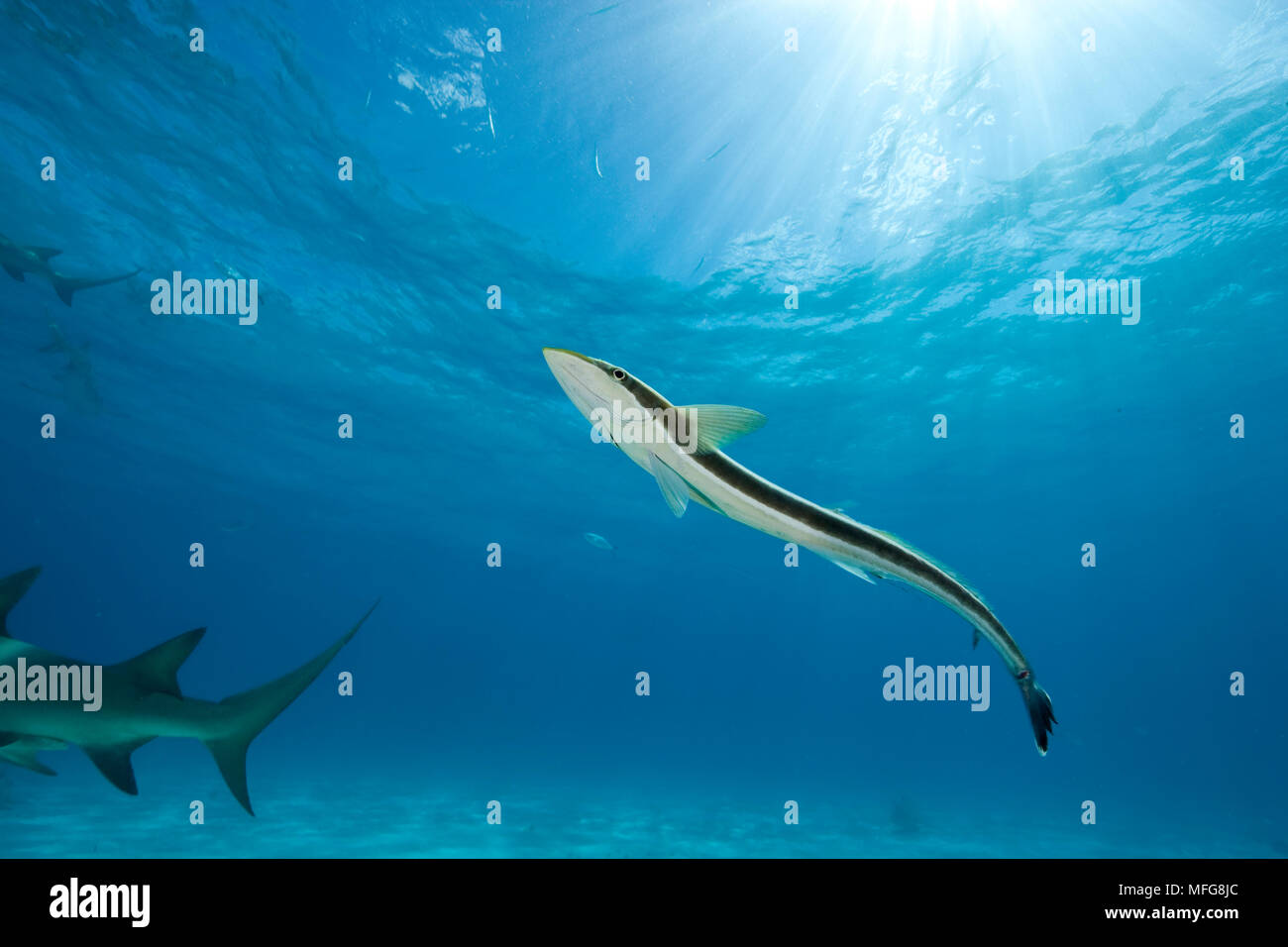 Remora brachyptera hi-res stock photography and images - Alamy