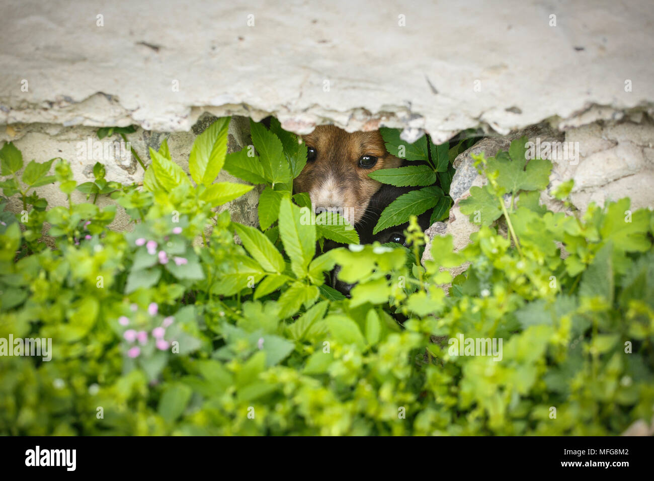 Homeless puppies hide from people. Dogs look from their caches. Street ...