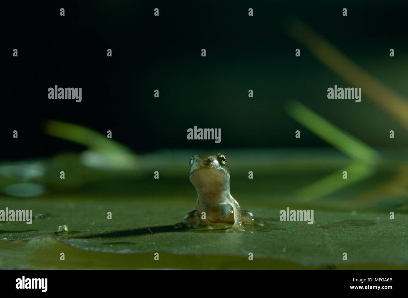 Froglets england hi-res stock photography and images - Alamy