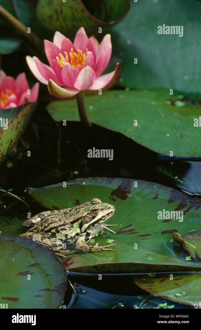 EDIBLE FROG on waterlily leaf Rana esculenta in garden pond Stock Photo ...