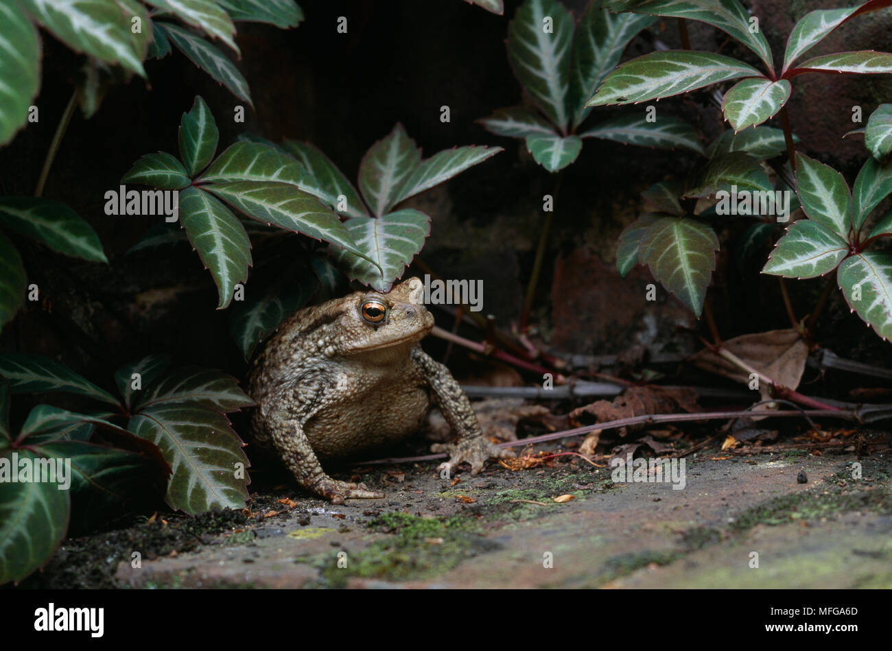 COMMON TOAD Bufo bufo Stock Photo - Alamy COMMON TOAD Bufo bufo Stock Photo - Alamy