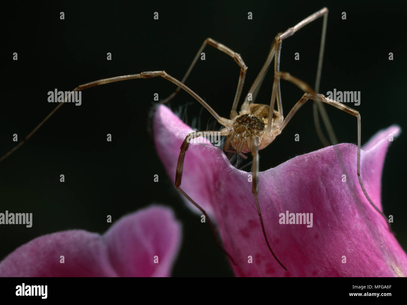 HARVESTMAN in foxglove Order Opiliones Secret Life of a Garden ...