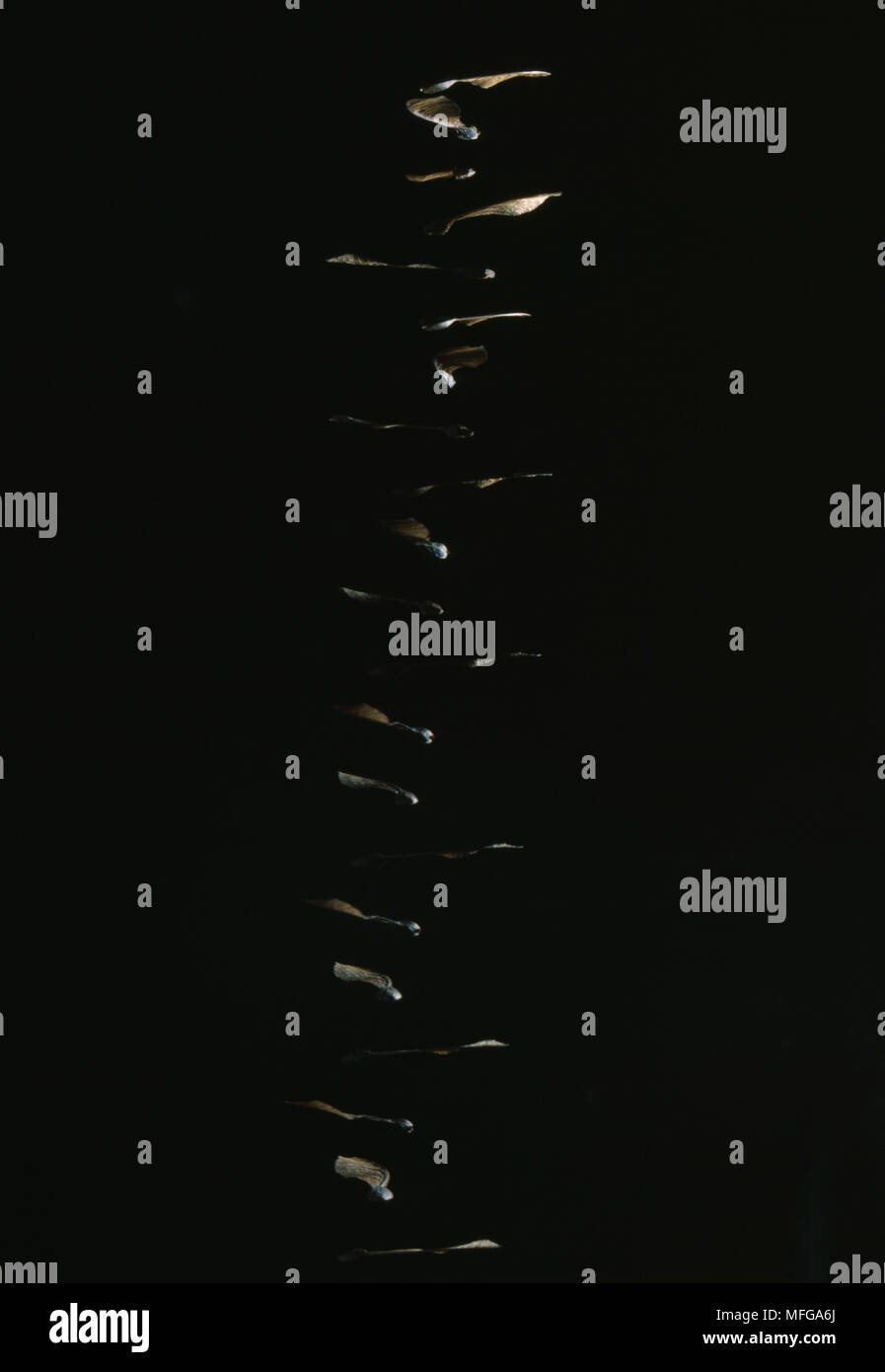 FALLING MAPLE SEED multiflash Stock Photo - Alamy