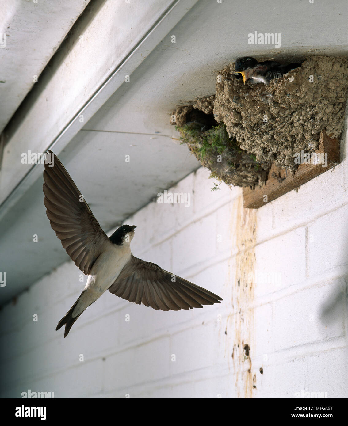 House martin in flight uk hi-res stock photography and images - Alamy