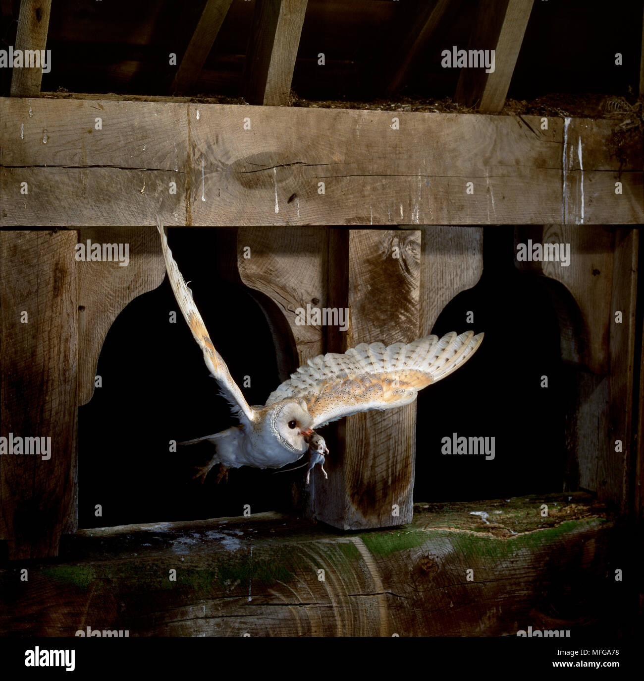 BARN OWL carrying mouse Tyto alba in flight to nest in bell tower Stock ...