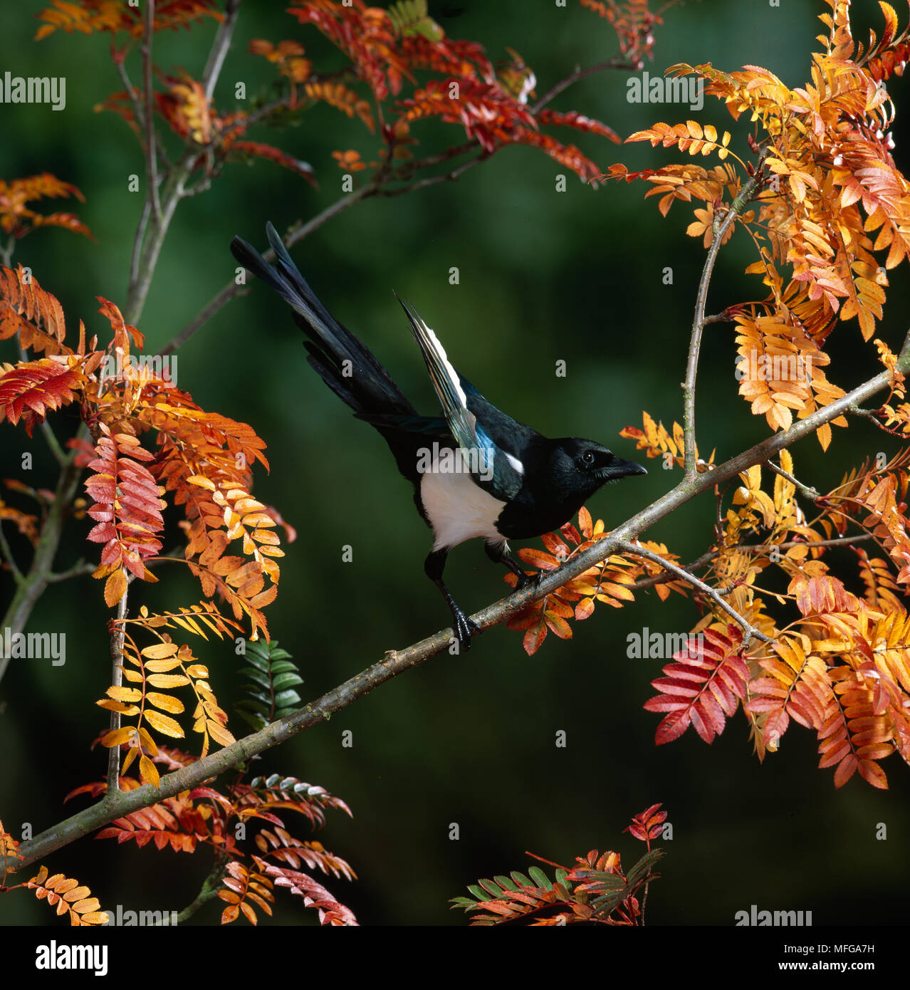 MAGPIE amongst autumn foliage Pica pica Stock Photo - Alamy