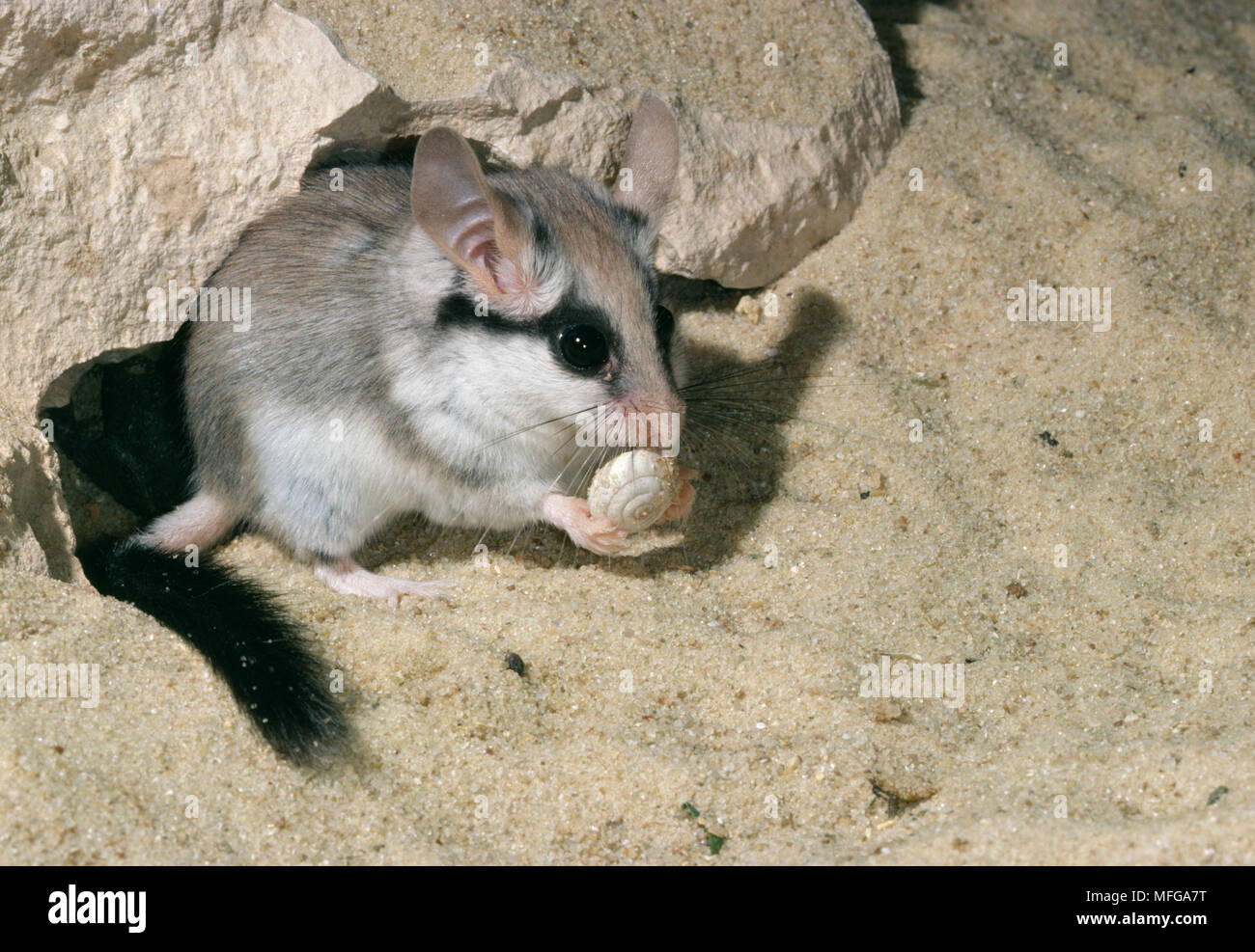 Desert dormouse hi-res stock photography and images - Alamy