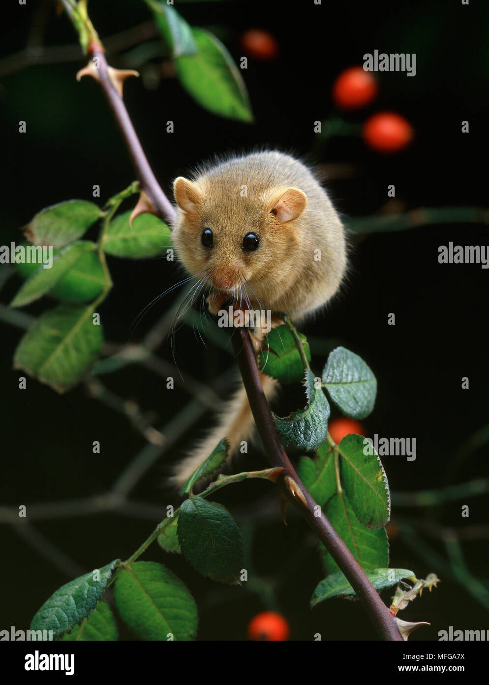 HAZEL DORMOUSE Muscardinus avellanarius in hedgerow at night Stock ...