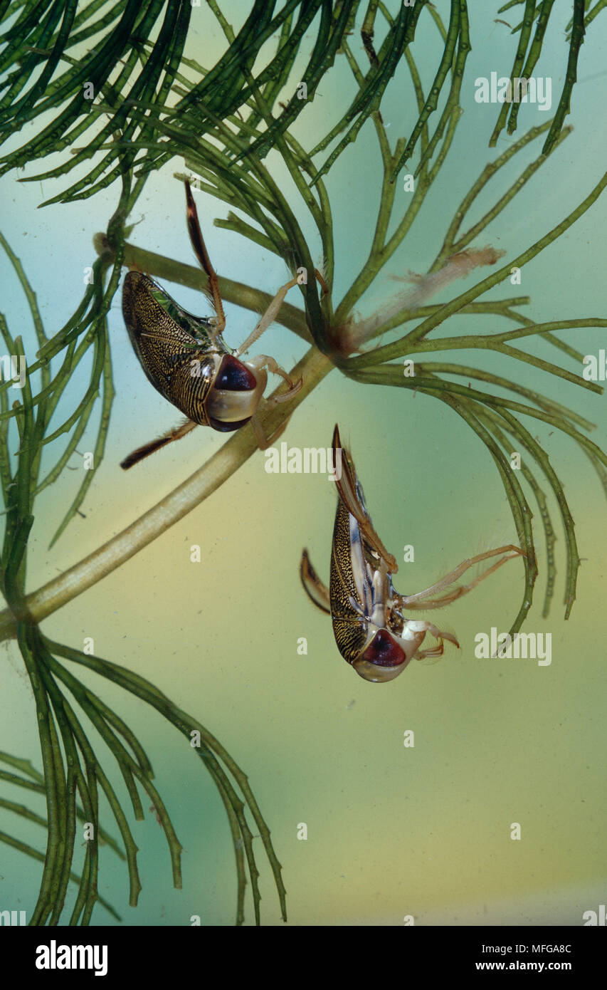 Water Boatmen Insects High Resolution Stock Photography and Images - Alamy