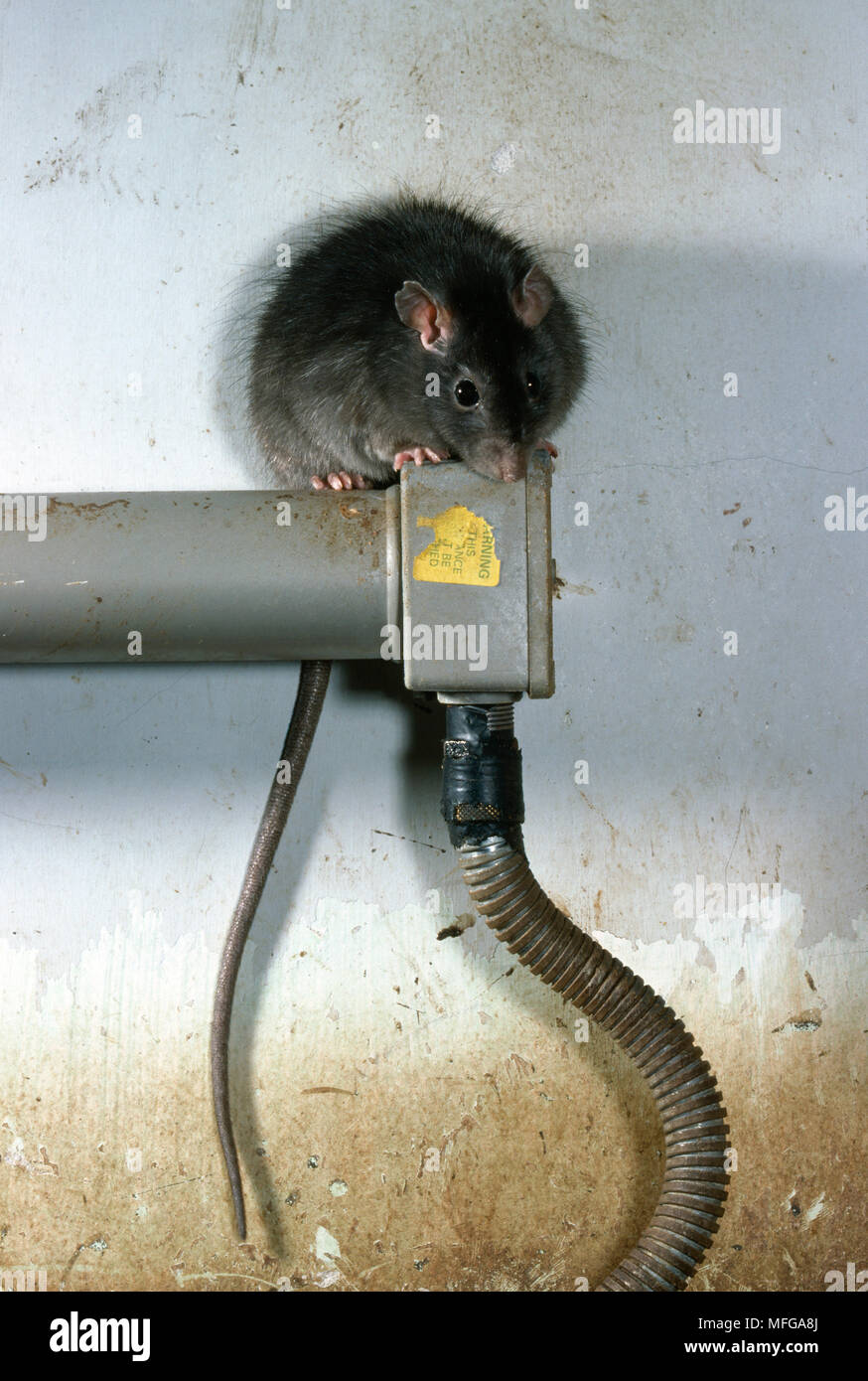 BLACK RAT Rattus rattus Stock Photo - Alamy