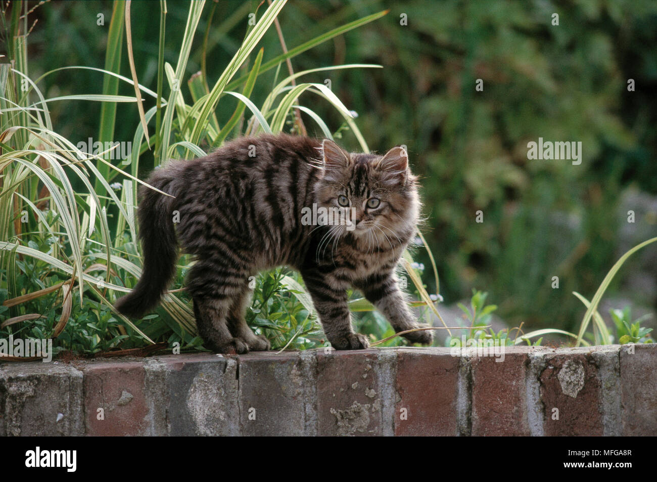 TABBY CAT young with hackles raised in fear Stock Photo - Alamy