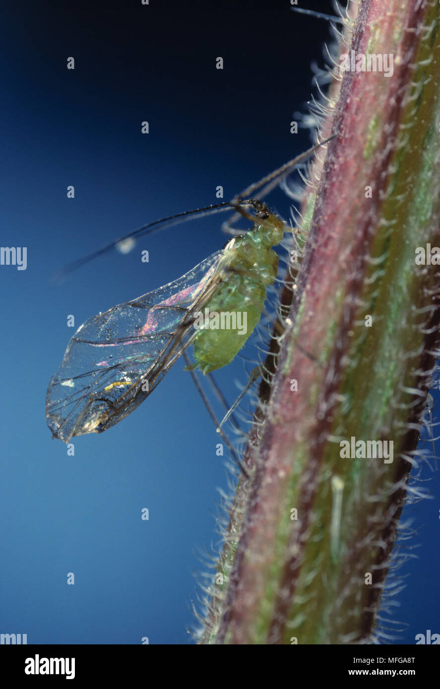 Nettle aphid hi-res stock photography and images - Alamy