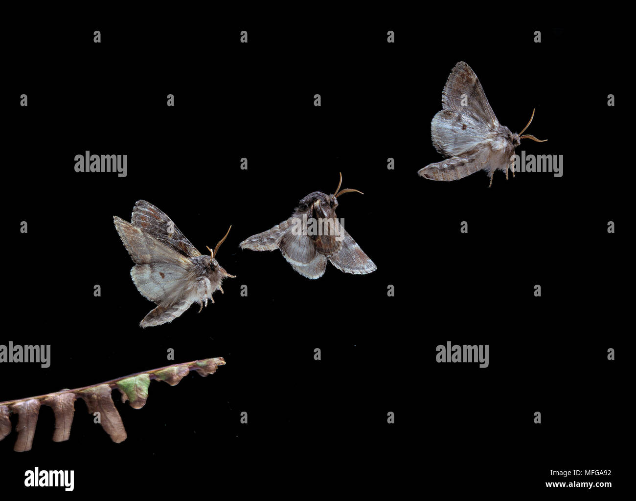 IRON PROMINENT MOTH taking off Notodonta dromedarius Stock Photo - Alamy
