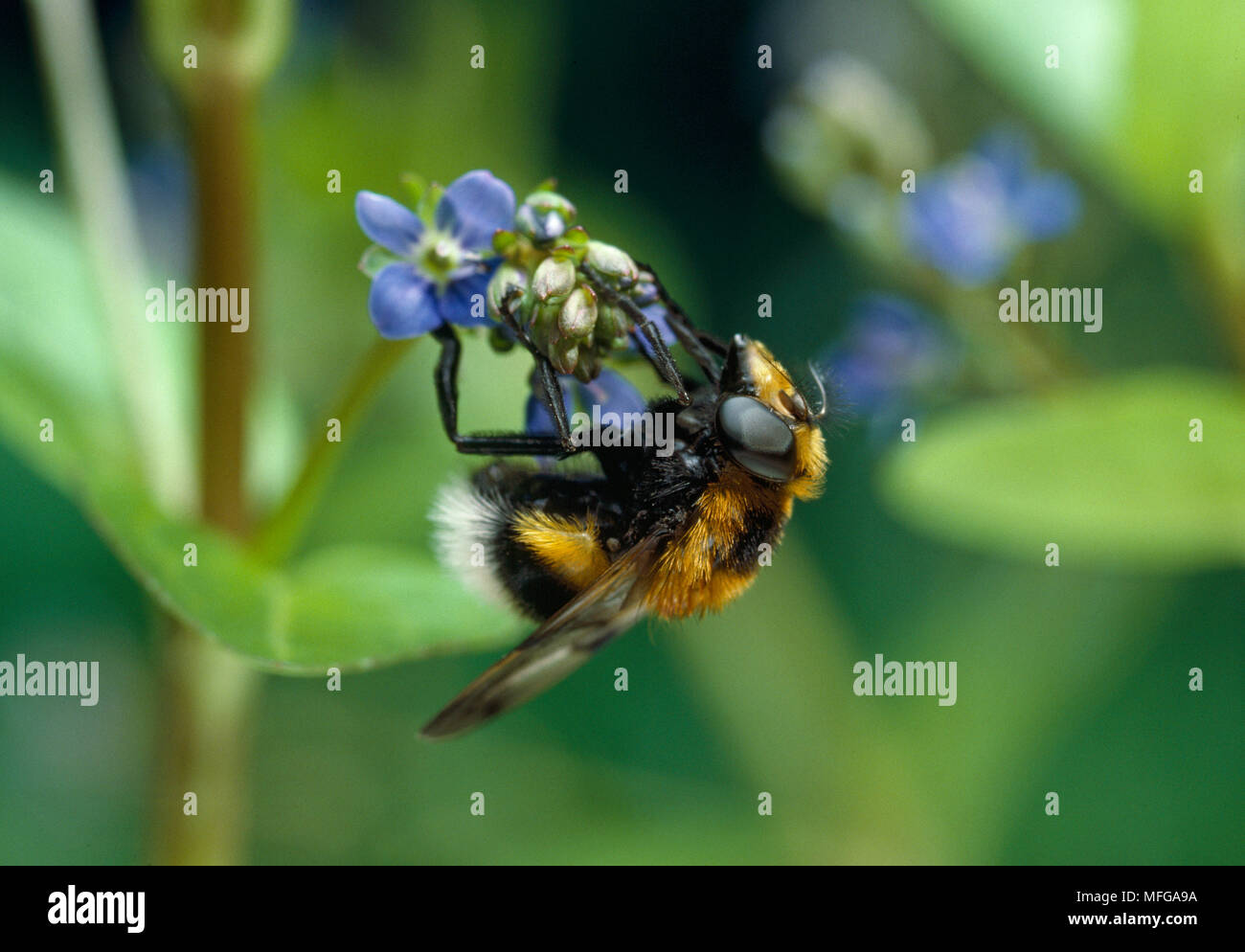 Bumblebee mimic hi-res stock photography and images - Alamy