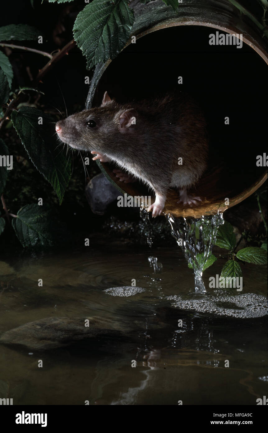BROWN RAT Rattus norvegicus looking from drainage pipe Stock Photo - Alamy