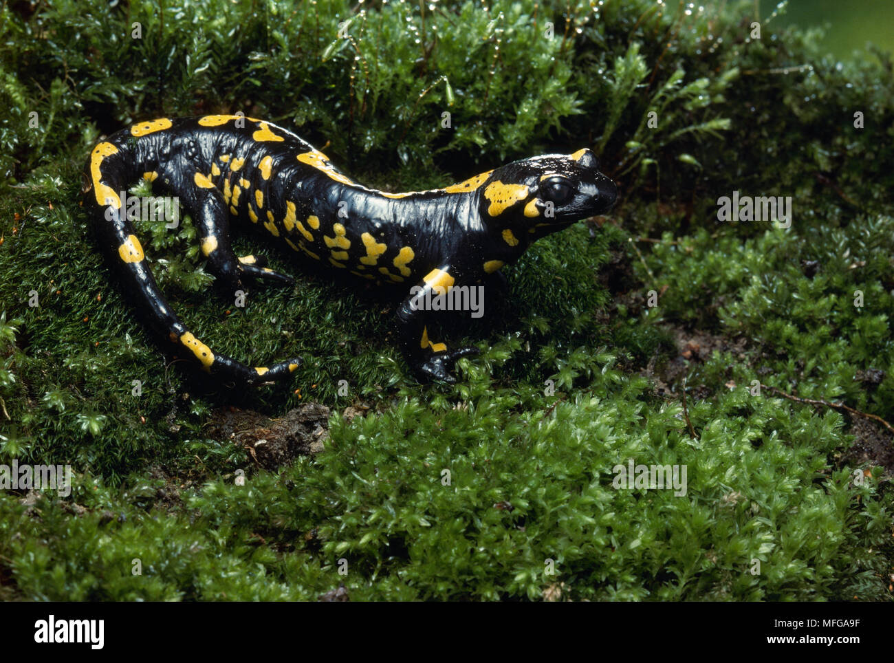 European fire salamanders hi-res stock photography and images - Alamy