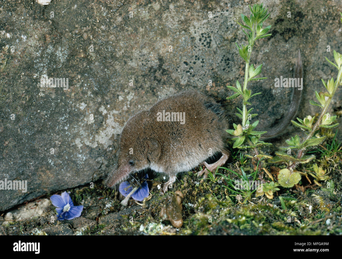 Pygmy shrew hi-res stock photography and images - Alamy
