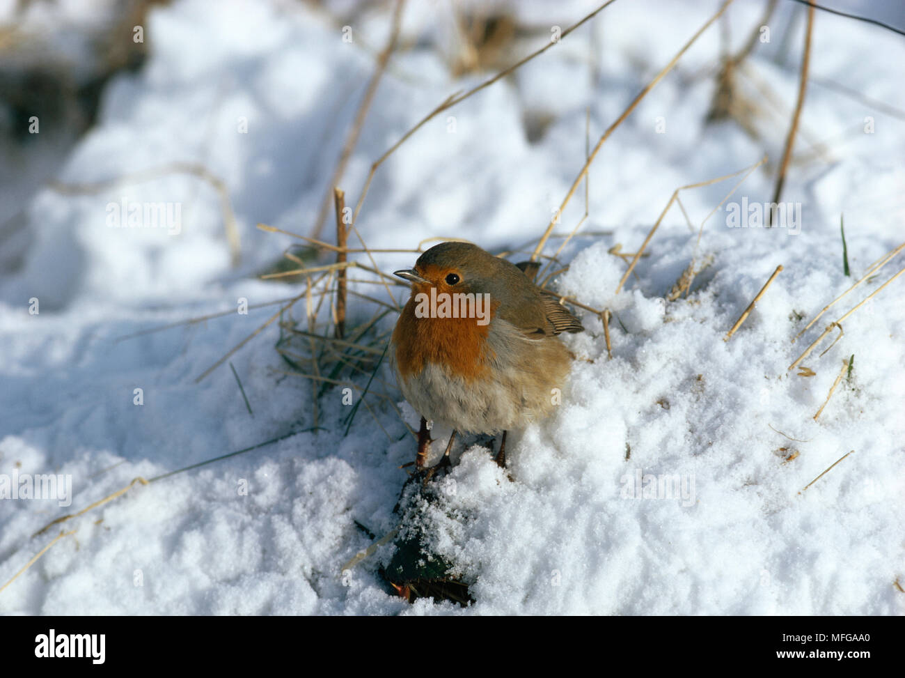 ROBIN on lying snow Erithacus rubecula feathers fluffed against cold ...