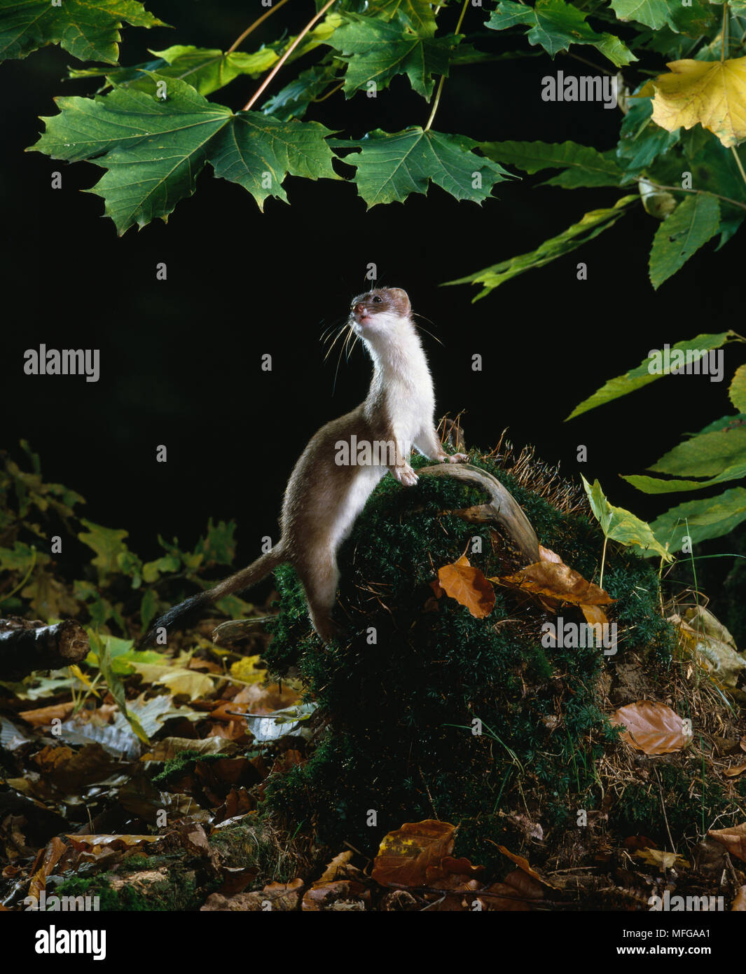 STOAT Mustela erminea Stock Photo - Alamy