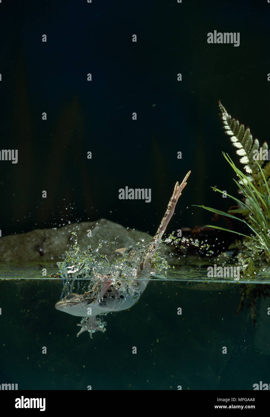 LEOPARD FROG Rana pipiens diving into pond Stock Photo - Alamy