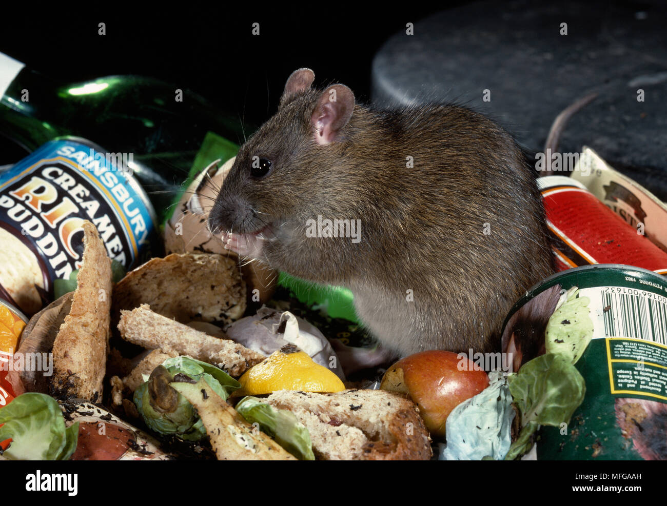 BROWN RAT Rattus norvegicus scavenging from dustbin Stock Photo - Alamy