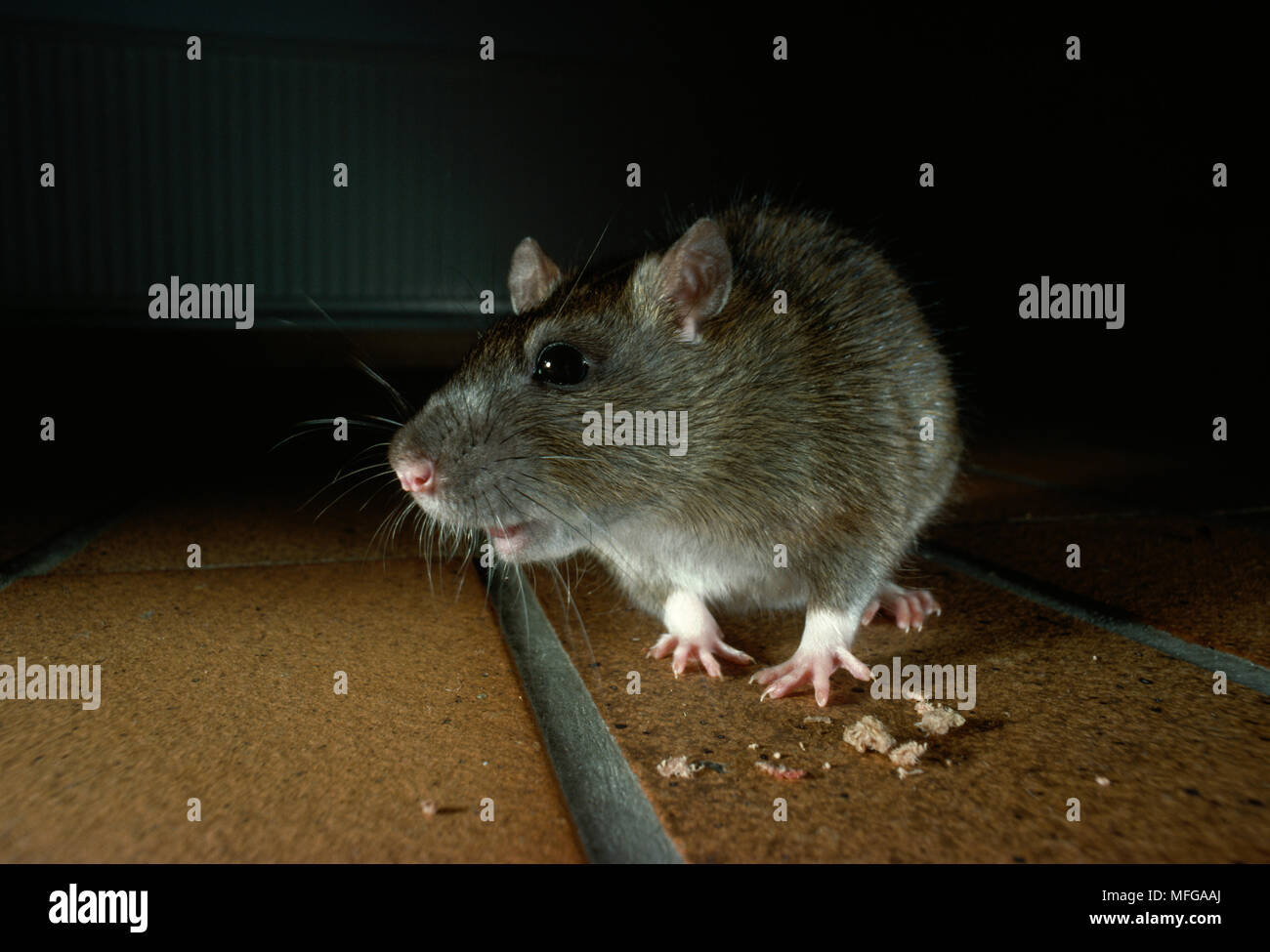 BROWN RAT Rattus norvegicus scavenging in kitchen Stock Photo - Alamy