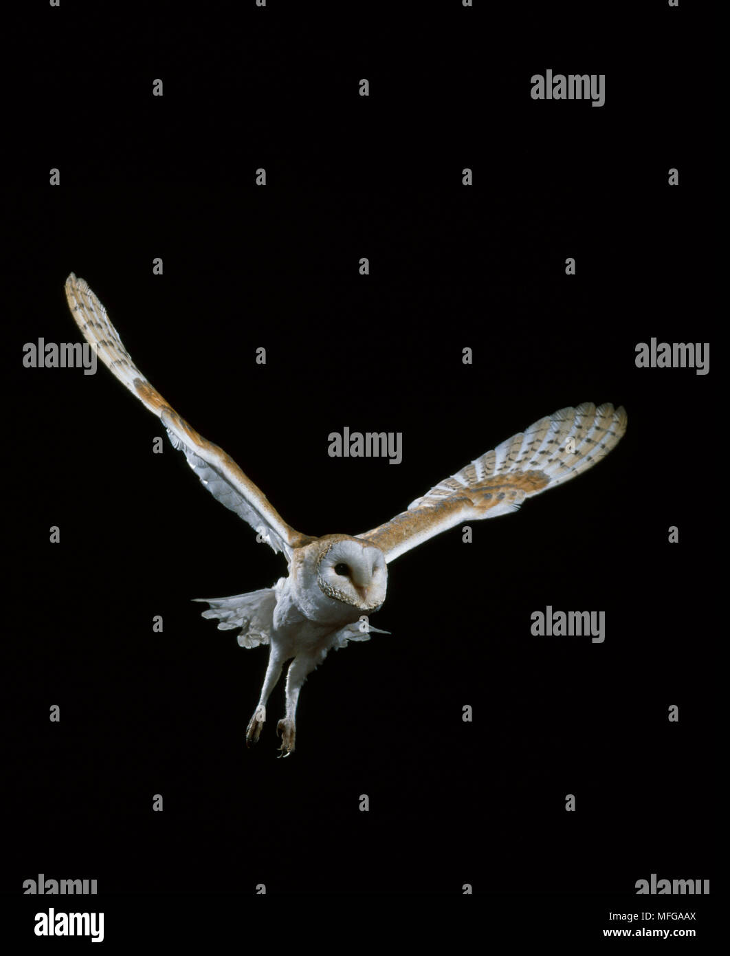 BARN OWL in flight Tyto alba Stock Photo - Alamy