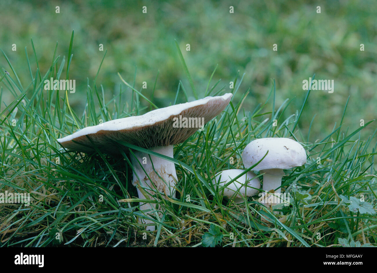 FIELD MUSHROOM Agaricus campestris Stock Photo - Alamy