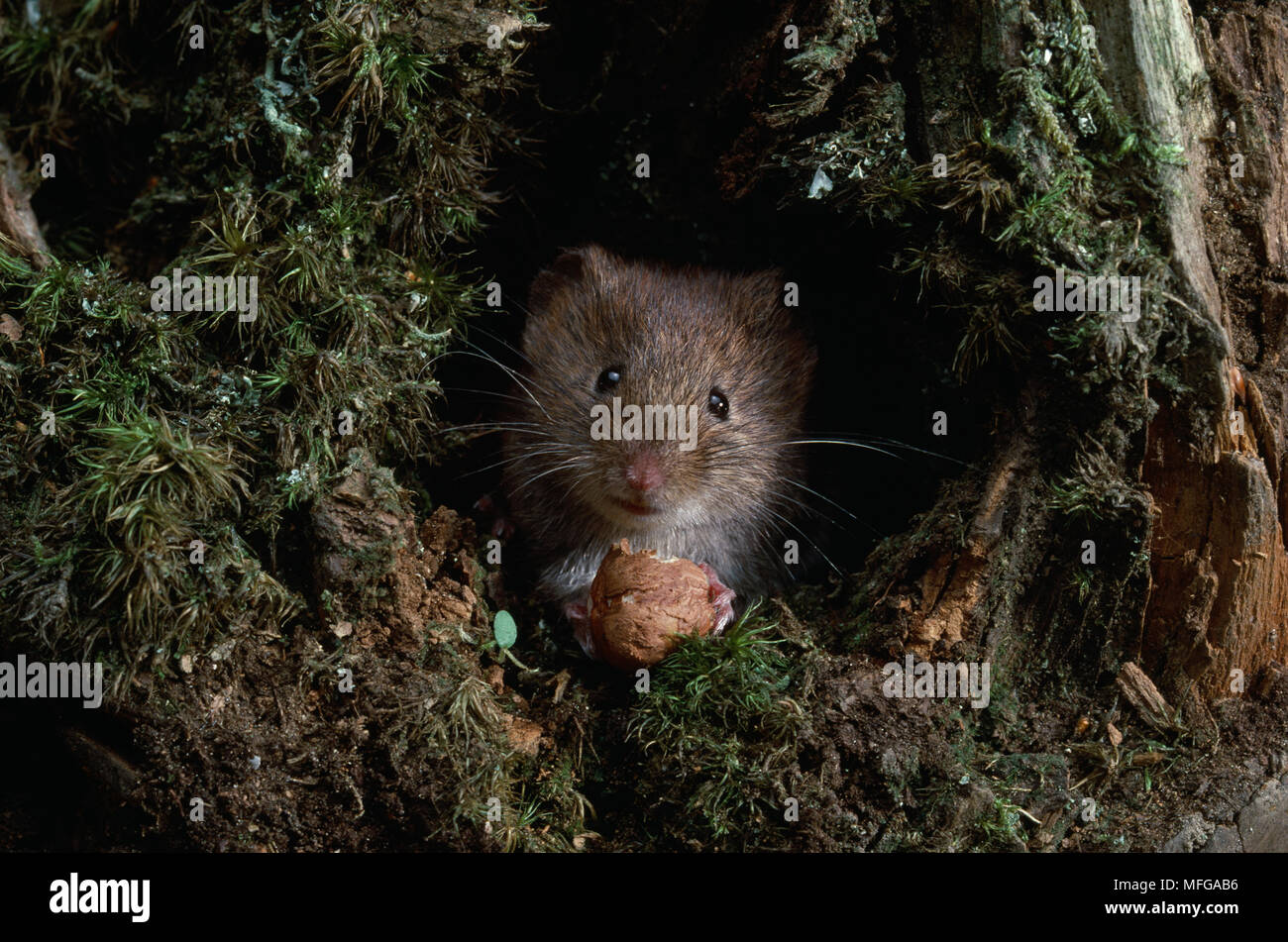 SHORT-TAILED FIELD VOLE Microtus agrestis eating nut Stock Photo - Alamy
