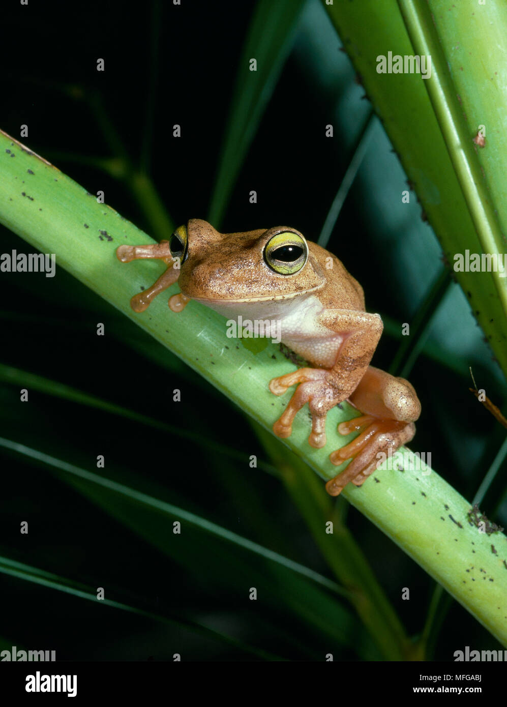 Hyla sp hi-res stock photography and images - Alamy