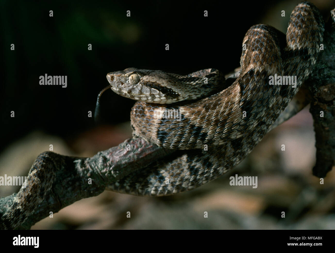 FER-DE-LANCE Bothrops atrox Stock Photo - Alamy