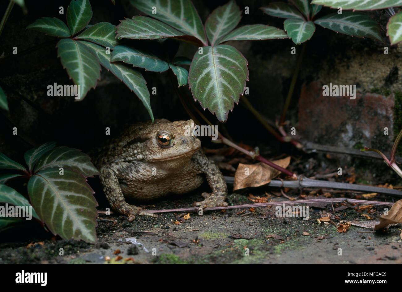 COMMON TOAD by garden steps Bufo bufo Sussex, southern England Stock ...