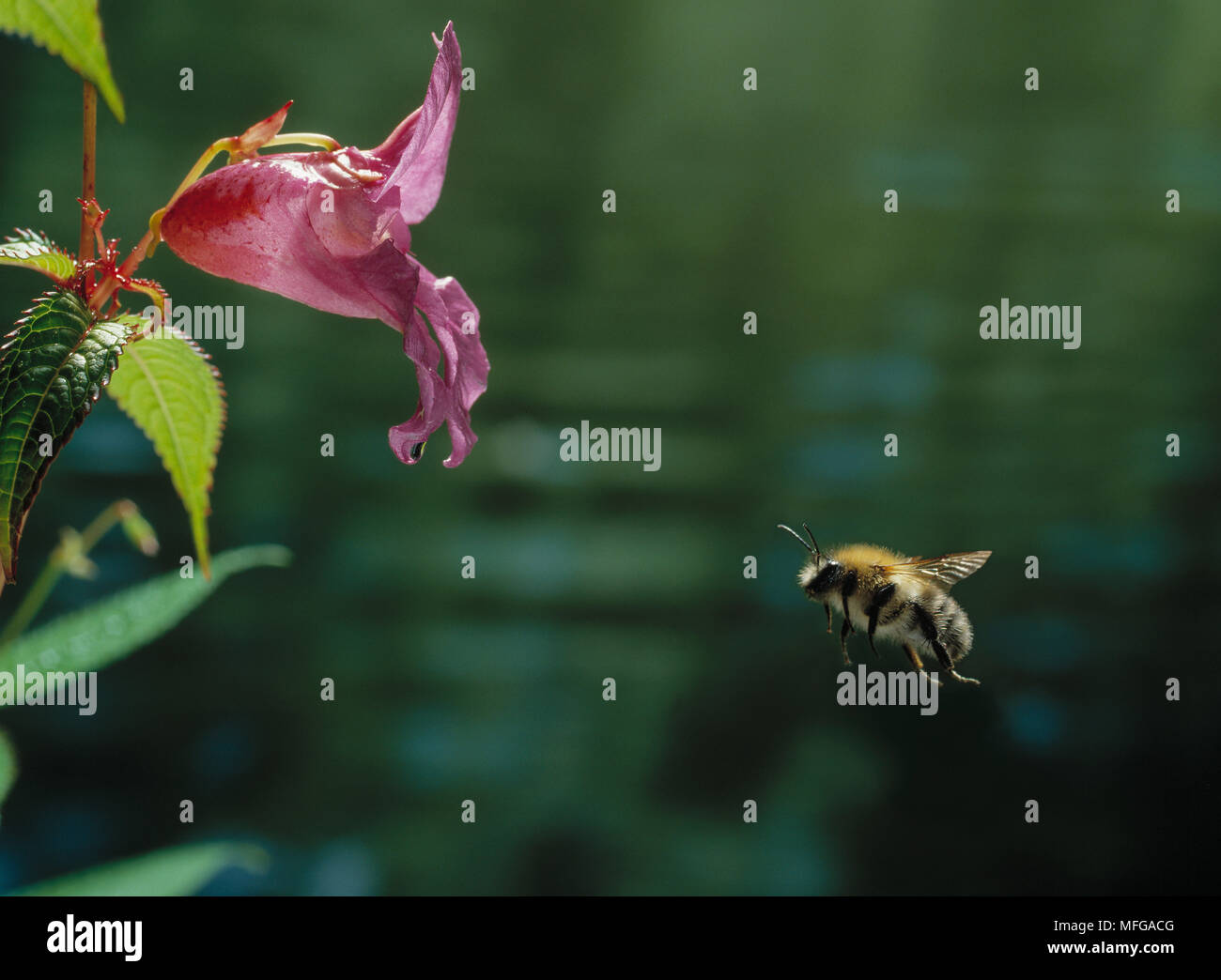 CARDER BUMBLEBEE in flight Bombus sp. approaching Indian Balsam Stock ...