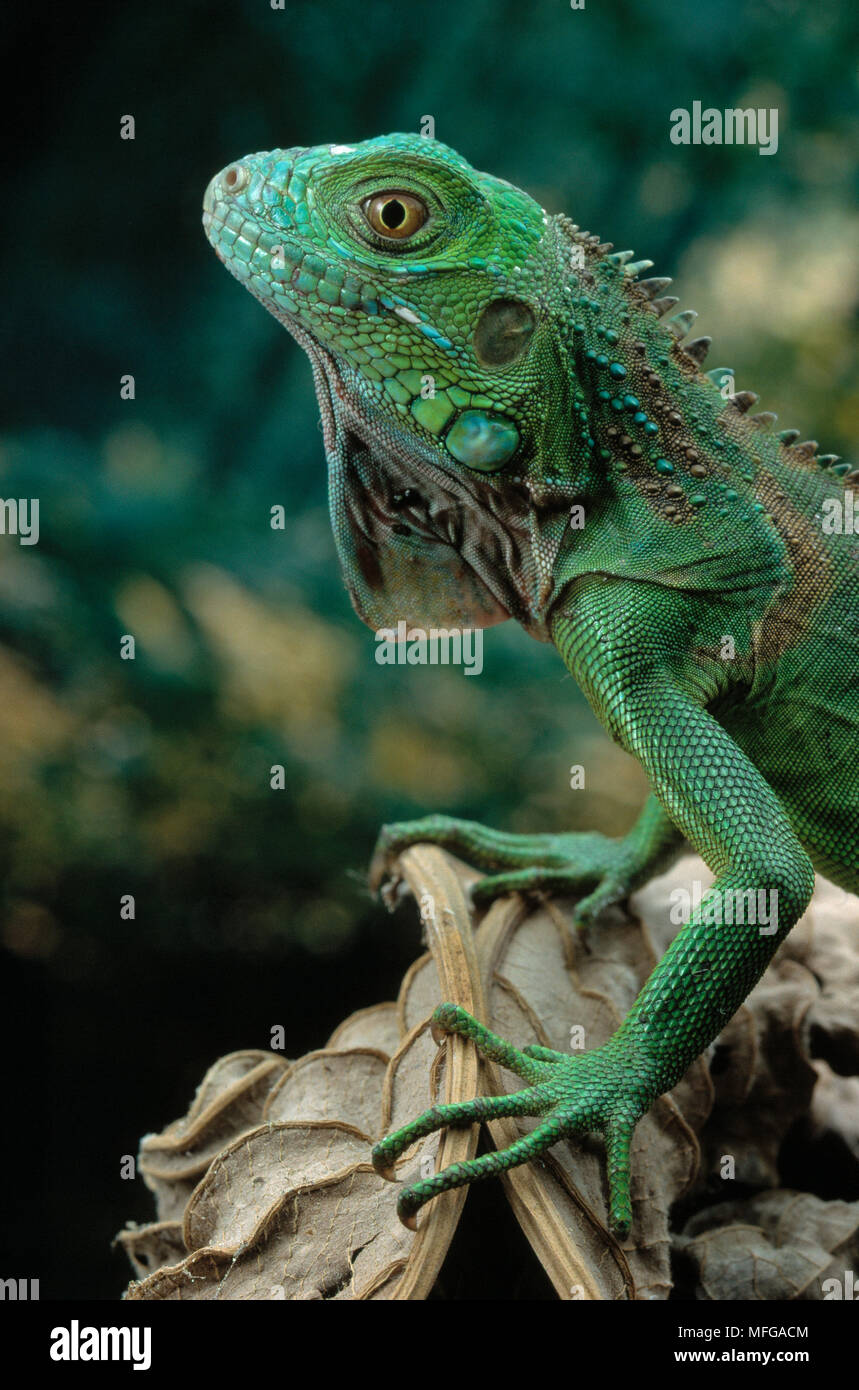 COMMON IGUANA Iguana iguana Stock Photo - Alamy