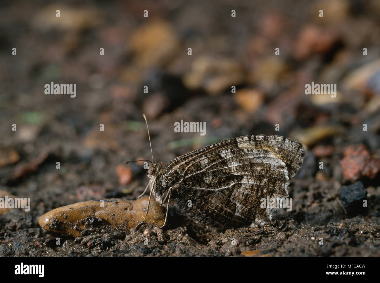 GRAYLING butterfly Hipparchia semele Stock Photo - Alamy
