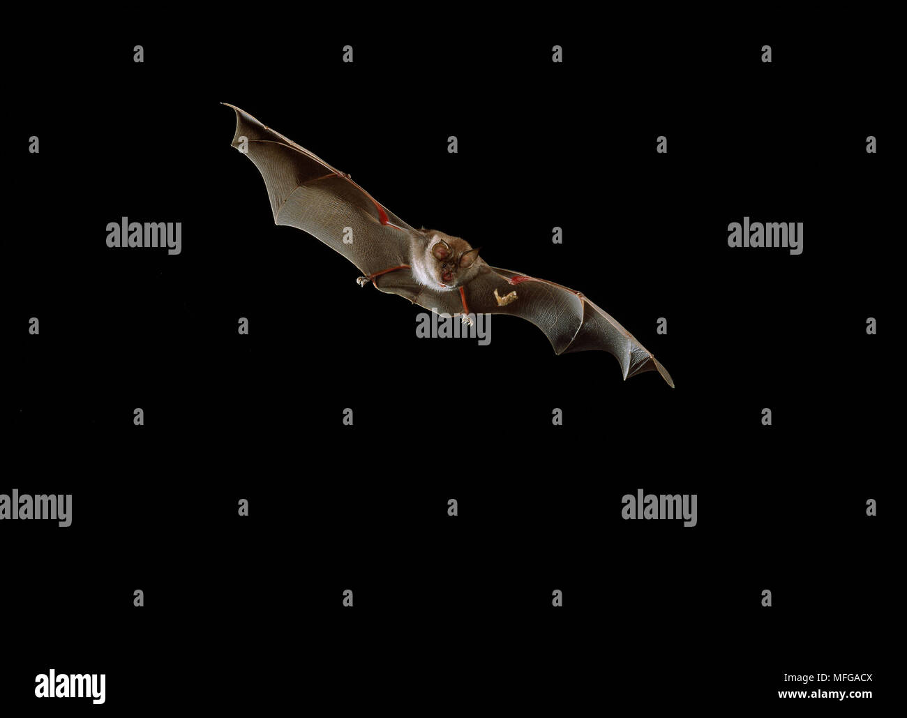 GREATER HORSESHOE BAT Rhinolophus ferrum-equinum in flight, chasing ...