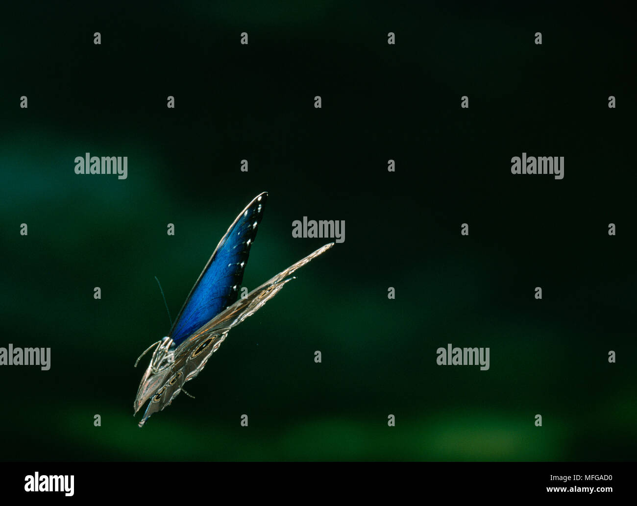 Morpho butterfly in flight hi-res stock photography and images - Alamy