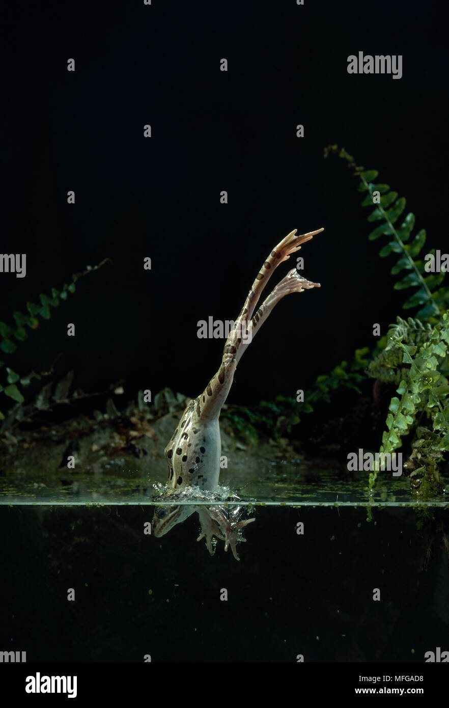 LEOPARD FROG Rana pipiens leaping into water Stock Photo - Alamy