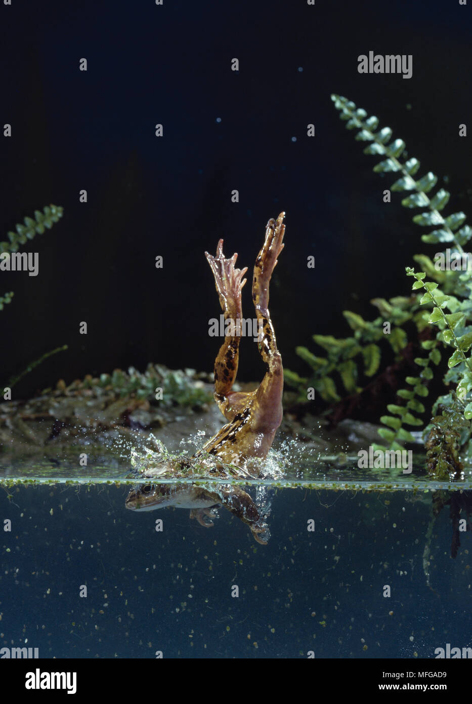 Leaping Frog Uk High Resolution Stock Photography and Images - Alamy