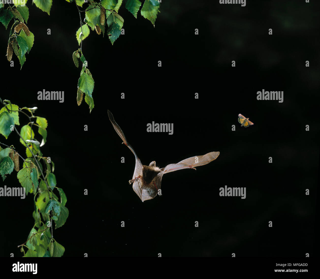 LONG-EARED BAT Plecotus auritus in flight, chasing moth Stock Photo - Alamy