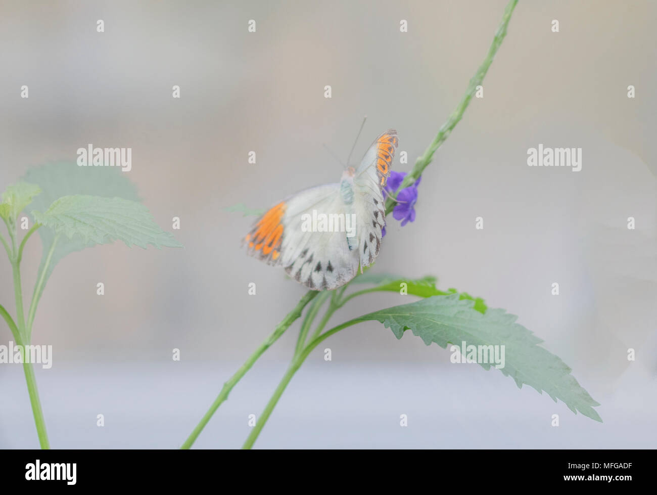 Jenna Chamberlain Stock Photos & Images from Alamy