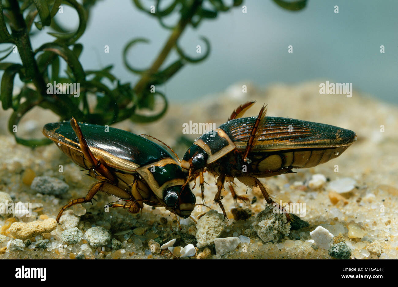 Diving Beetle Feeding Stock Photos & Diving Beetle Feeding Stock Images ...
