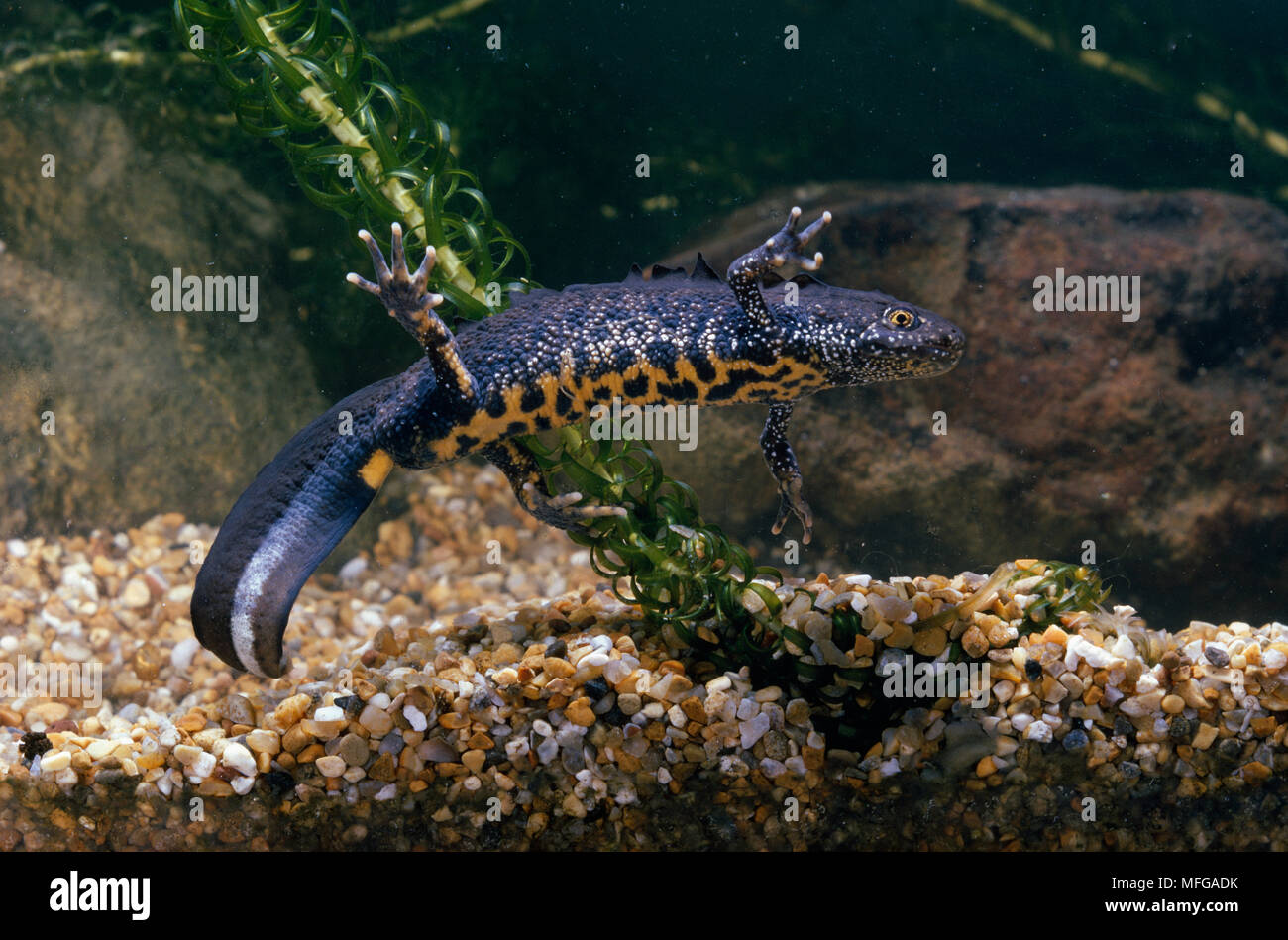 GREAT CRESTED or WARTY NEWT Triturus cristatus Stock Photo - Alamy