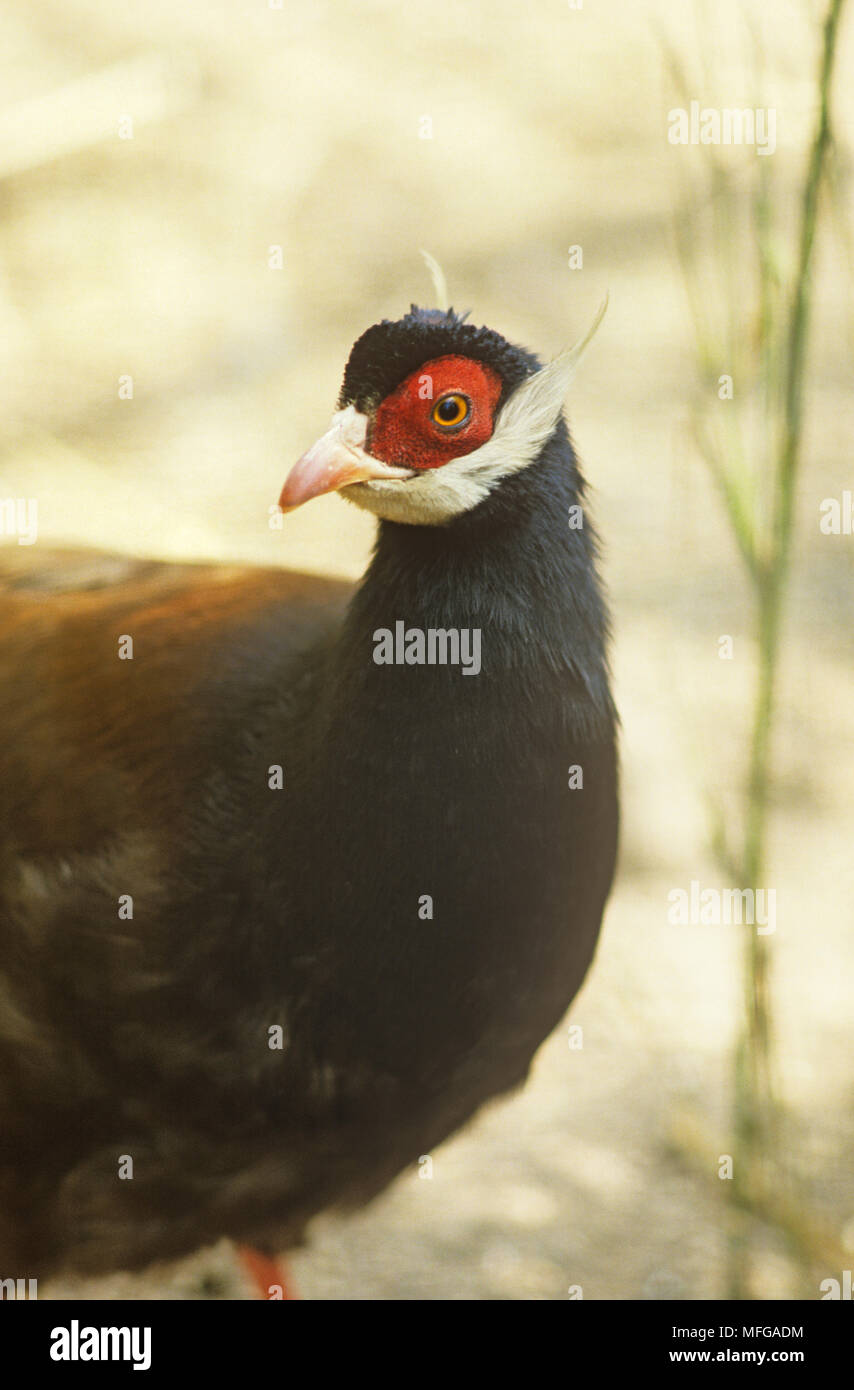 Brown eared pheasant hi-res stock photography and images - Alamy