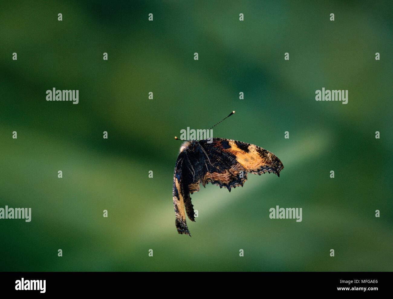 SMALL TORTOISESHELL in flight Aglais urticae Stock Photo - Alamy