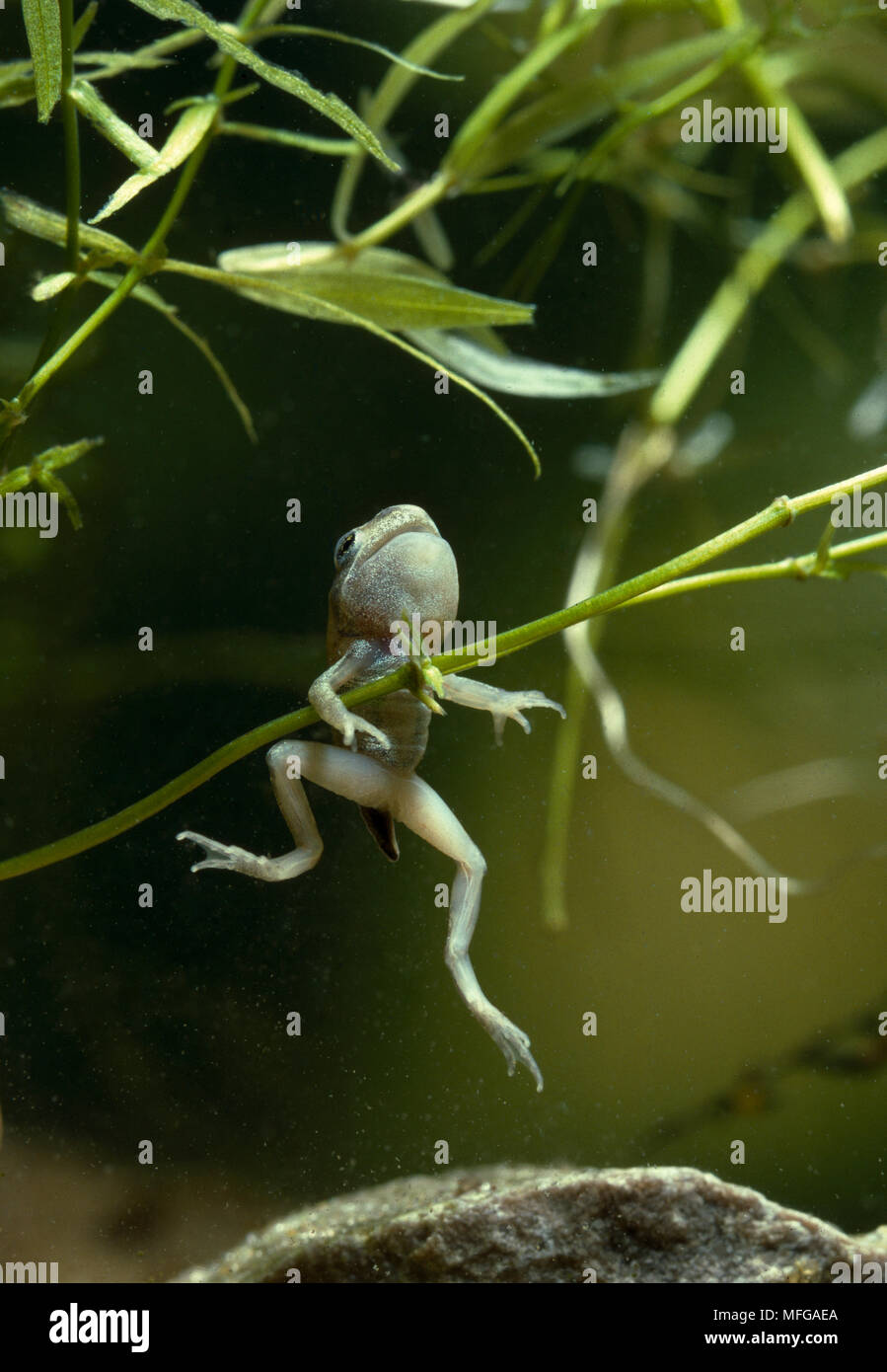 Froglets england hi-res stock photography and images - Alamy